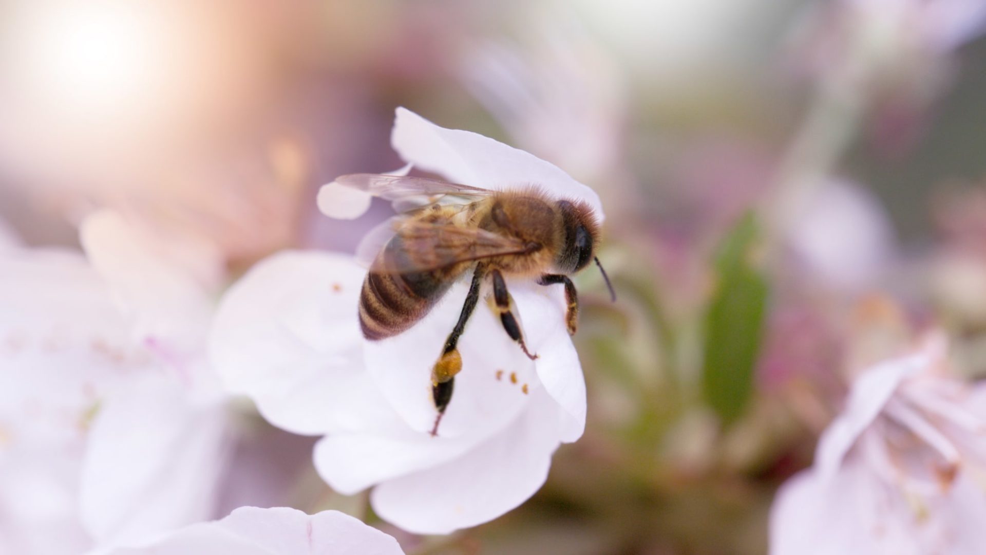 Hallets Cider | Celf Creative